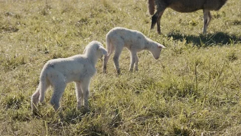 Lamb or young little sheep pee urinate w... | Stock Video | Pond5