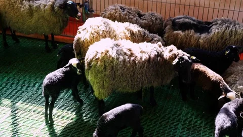 Lambs with curly sheep stand in the fenc... | Stock Video | Pond5