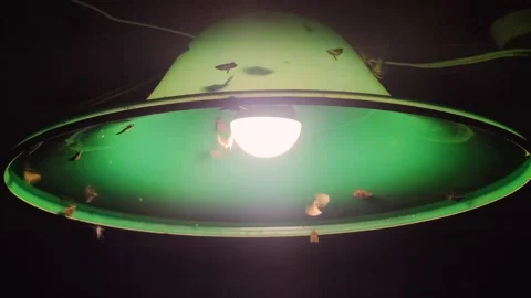 Lamp and insects. Moths flying in lamp l... | Stock Video | Pond5