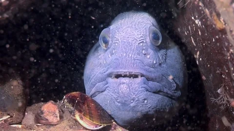 Lancetfish Stock Footage ~ Royalty Free Stock Videos | Pond5