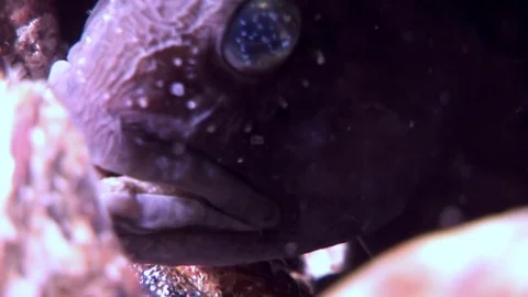 Lancetfish Stock Footage ~ Royalty Free Stock Videos | Pond5