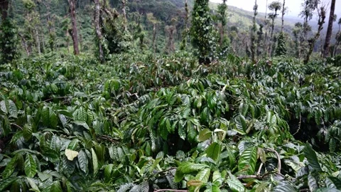 landscape of coffee tree plantation | Stock Video | Pond5