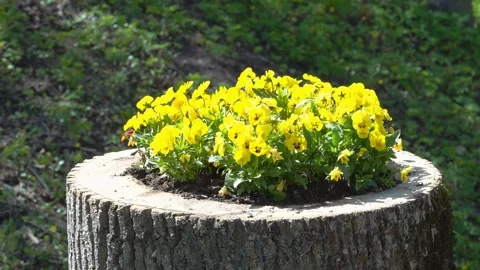 Landscape design sample how to grow flow... | Stock Video | Pond5