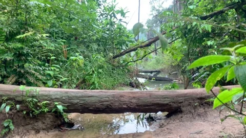 Landscape of rainforest with a little st... | Stock Video | Pond5