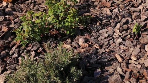 Landscaping. Top view of tree bark on a ... | Stock Video | Pond5