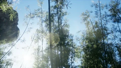 Lanscape of bamboo tree in tropical rain... | Stock Video | Pond5