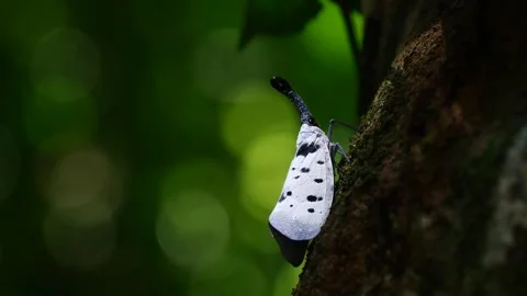 The Lanternflies or Pyrops clavatus rare... | Stock Video | Pond5