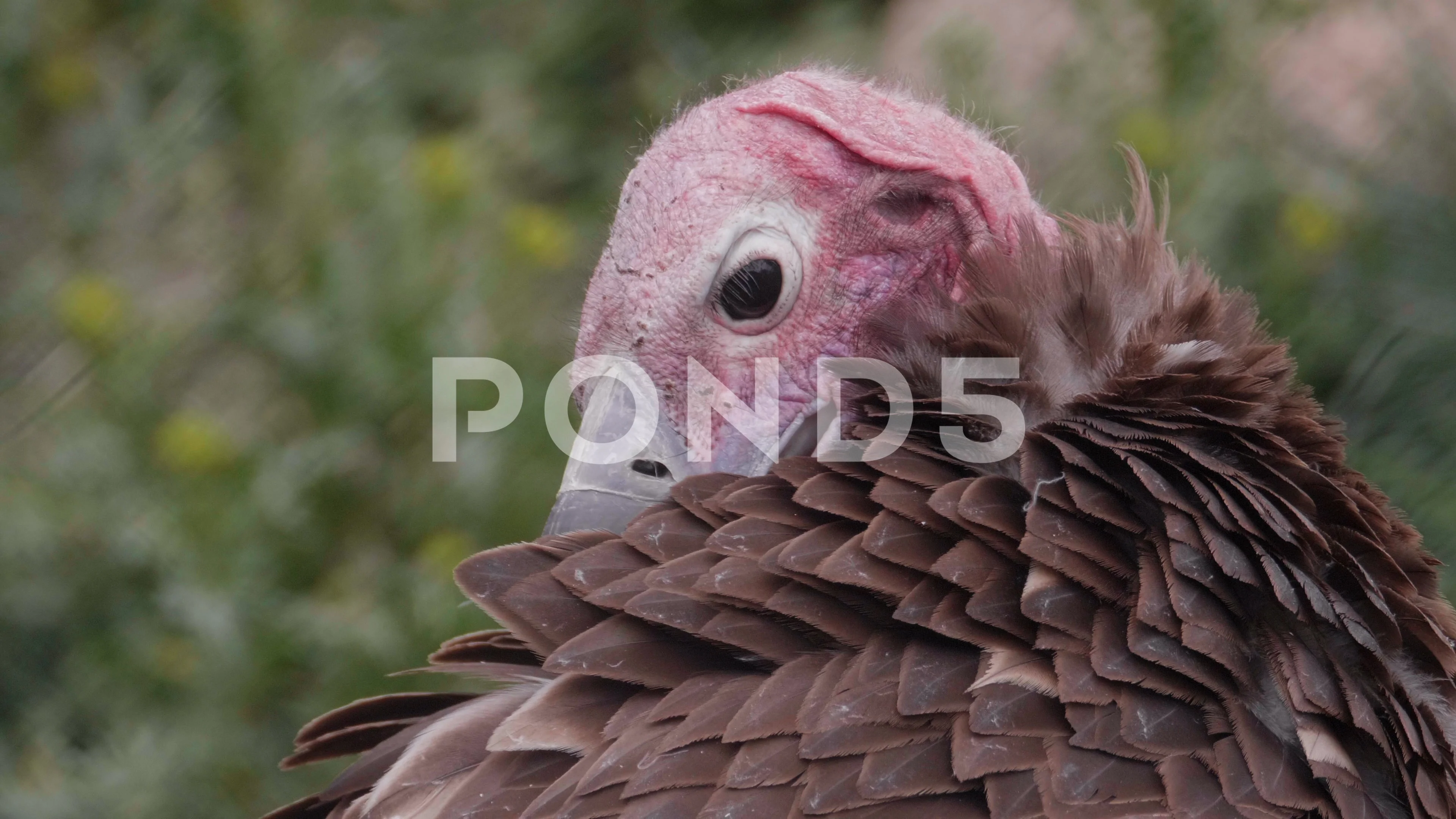 Lappet Faced Vulture Close Up