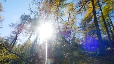 larch trees in autumn with strong sun an... | Stock Video | Pond5