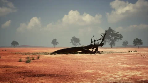 Large Acacia trees in the open savanna p... | Stock Video | Pond5