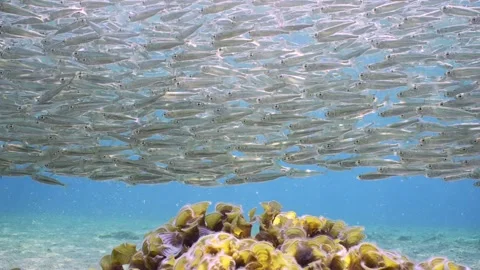Large accumulation of Silverside fish sw... | Stock Video | Pond5