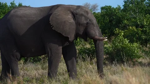 Large African Elephant flaps ears as it ... | Stock Video | Pond5