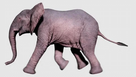 Large African elephant running on the gr... | Stock Video | Pond5