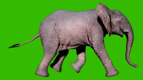 Large African elephant running on the gr... | Stock Video | Pond5