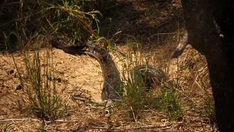 African Rock Python Stock Video Footage | Royalty Free African Rock ...