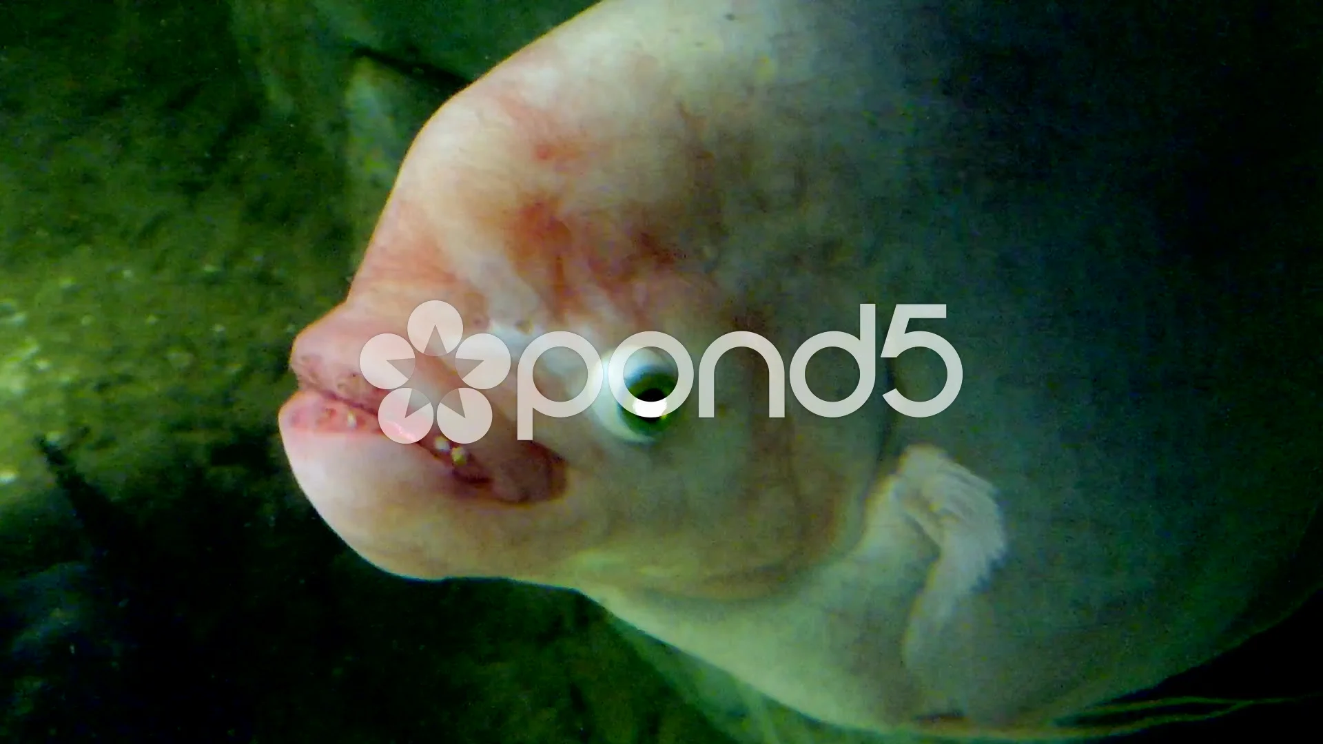 That One Fish With Big Lips - Infoupdate.org