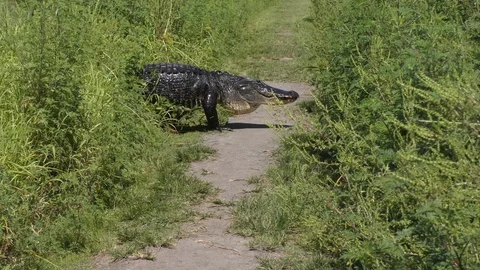large alligator crossing a park trail | Stock Video | Pond5