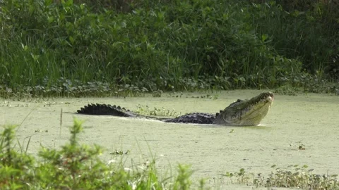 Growling Stock Footage ~ Royalty Free Stock Videos | Pond5