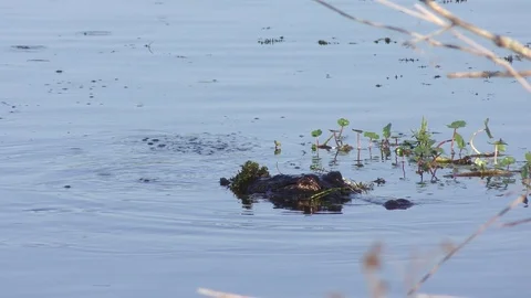 Large american alligator diving | Stock Video | Pond5