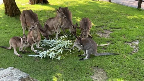 A large and friendly family of kangaroos... | Stock Video | Pond5