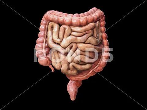 Large and small Intestine isolated on white. Human digestive system ...