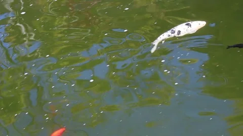 Large And Small Koi Fish Swimming In Gre... | Stock Video | Pond5
