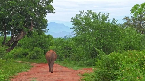 One Way Savannah Stock Videos – Royalty-Free HD & 4K Videos