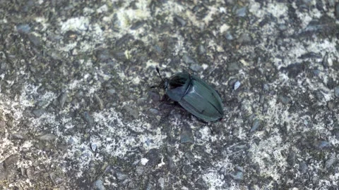 A large black beetle on a granite surfac... | Stock Video | Pond5