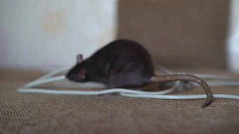 Tore Through Stock Videos – Royalty-Free HD & 4K Videos | Pond5