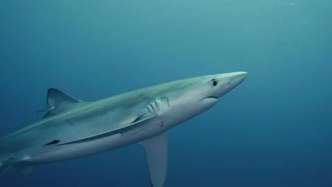 Large Blue Shark Predator turning toward... | Stock Video | Pond5