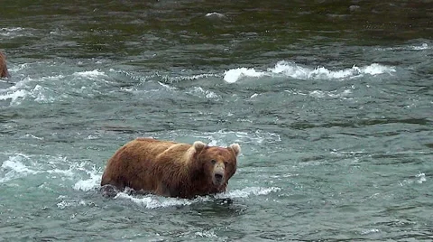 Bear Mating Stock Videos – Royalty-Free HD & 4K Videos