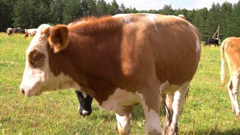 Large brown spotted bull on a green mead... | Stock Video | Pond5
