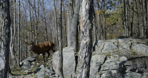 Large buck deer climbing down rock face | Stock Video | Pond5