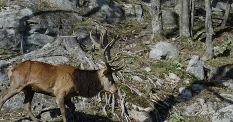 Large buck deer climbing walking through... | Stock Video | Pond5