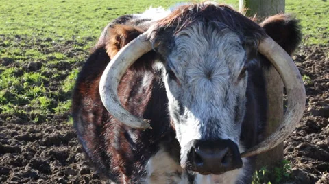 Straight Horns Stock Video Footage | Royalty Free Straight Horns Videos ...