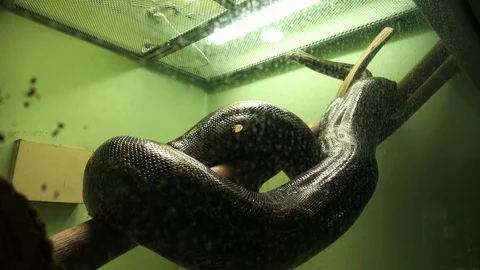 Burmese Python Stock Videos – Royalty-Free HD & 4K Videos