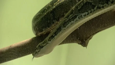 Burmese Python Stock Videos – Royalty-Free HD & 4K Videos