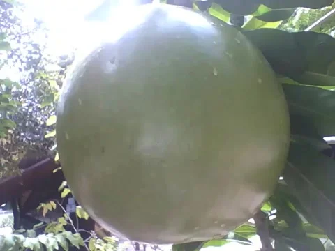 Large calabash tree, look at the size of... | Stock Video | Pond5