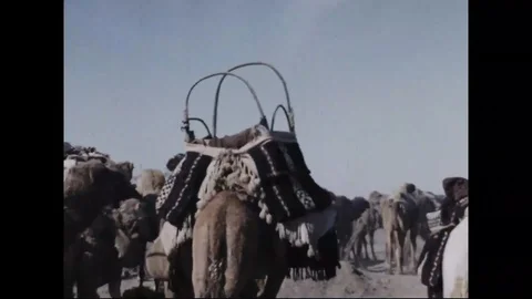 Loading Camel Stock Video Footage | Royalty Free Loading Camel Videos ...