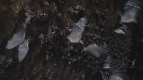 A large cave wall of flying foxes flying... | Stock Video | Pond5