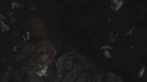 A large cave wall of flying foxes flying... | Stock Video | Pond5