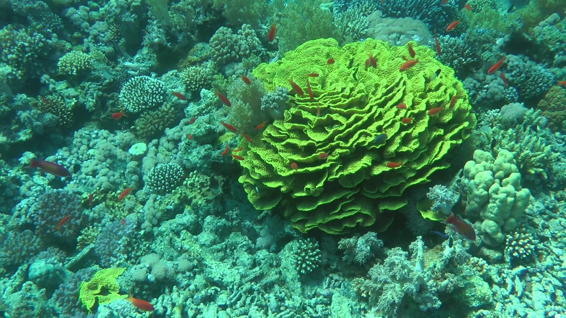 Coral Colony