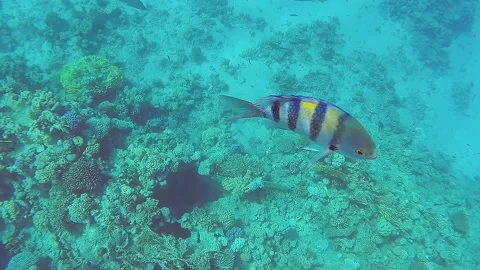 Large coral reef in the red sea at the b... | Stock Video | Pond5