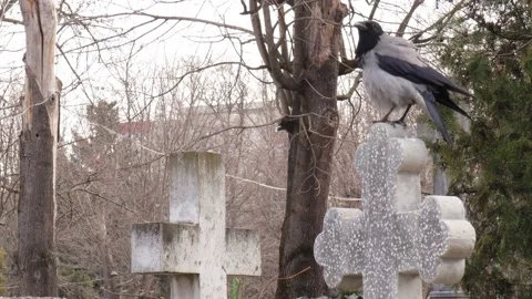 Large Crow Crowing on a Cross in a Grave... | Stock Video | Pond5
