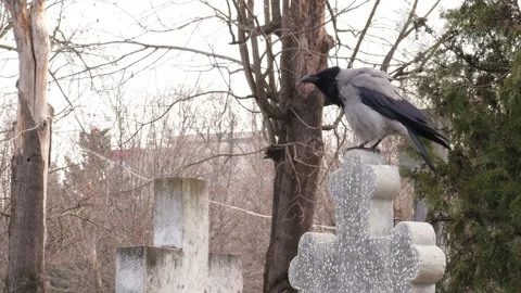 Large Crow Crowing on a Cross in a Grave... | Stock Video | Pond5