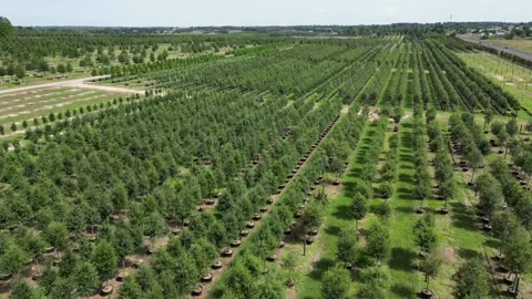 Large East Texas Tree Farm | Stock Video | Pond5
