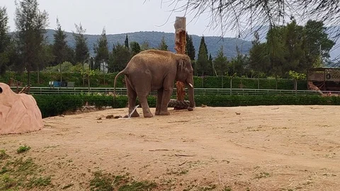 Elephant Peeing Stock Videos – Royalty-Free HD & 4K Videos