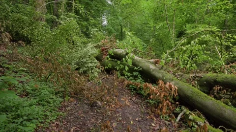 Tree Blocks Stock Videos – Royalty-Free HD & 4K Videos | Pond5