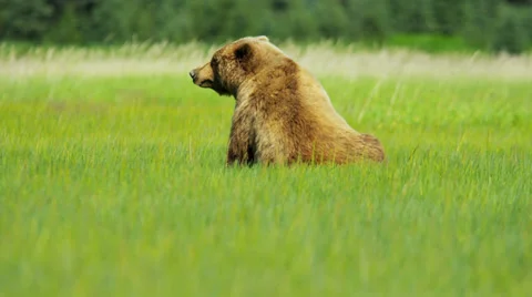 Large female Brown Bear moving with cubs... | Stock Video | Pond5
