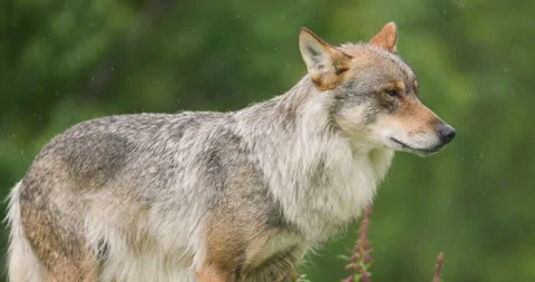 Large female grey wolf standing in heavy... | Stock Video | Pond5